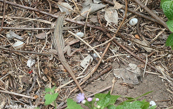 Six-lined Racerunner (Cnemidophorus sexlineatus sexlineatus)