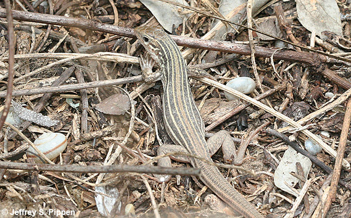 Six-lined Racerunner (Cnemidophorus sexlineatus sexlineatus)