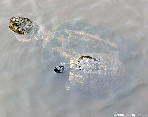 Snapping Turtle (Chelydra serpentina)
