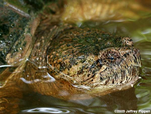 Snapping Turtle (Chelydra serpentina)