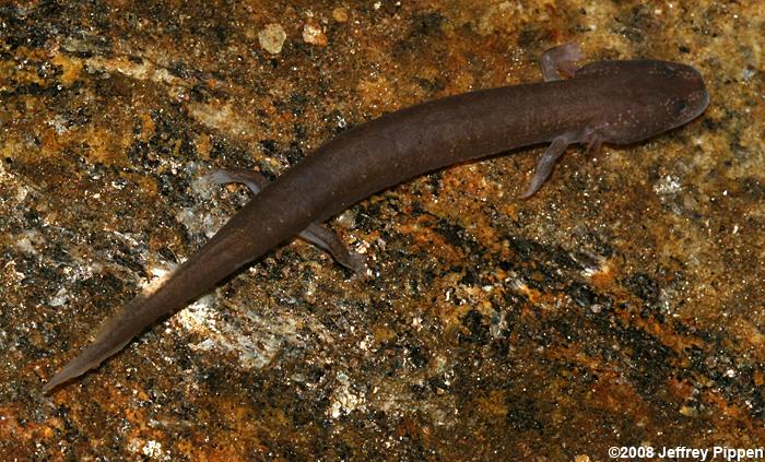Spring Salamander (Gyrinophilus porphyriticus)