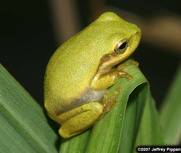 Squirrel Treefrog (Hyla squirella)