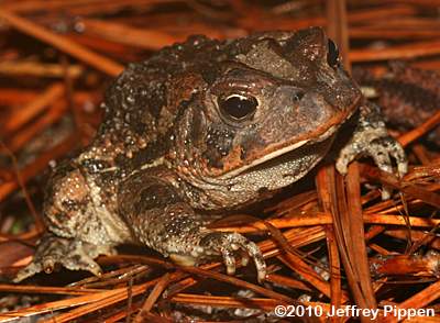 Southern Toad (Bufo terrestris)