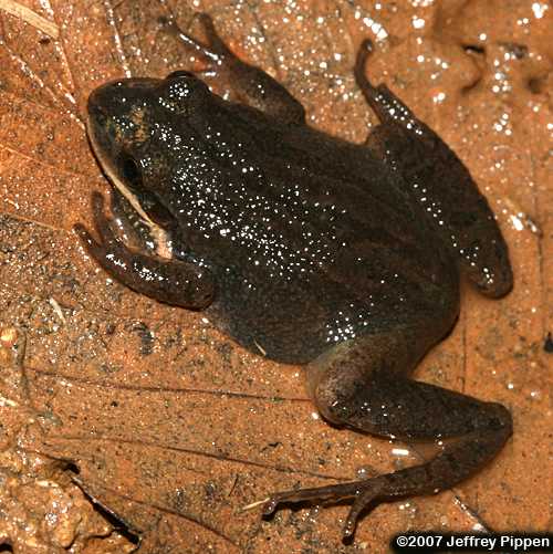 Upland Chorus Frog (Pseudacris feriarum feriarum)