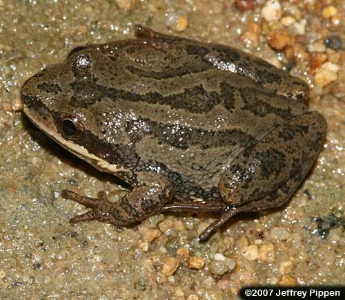 Upland Chorus Frog (Pseudacris feriarum feriarum)