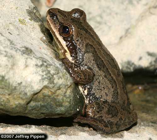 Upland Chorus Frog (Pseudacris feriarum feriarum)