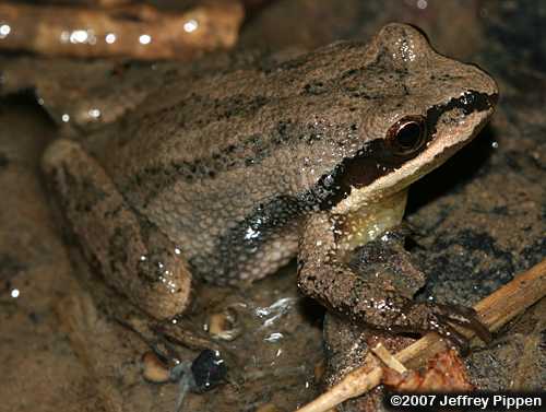 Upland Chorus Frog (Pseudacris feriarum feriarum)