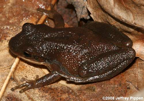 Upland Chorus Frog (Pseudacris feriarum feriarum)
