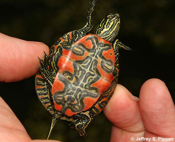 Painted Turtle (Chrysemys picta )