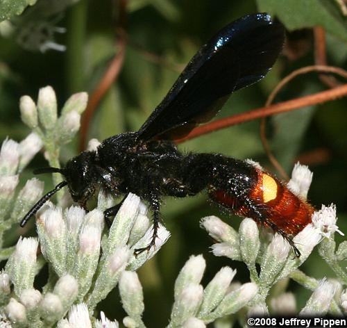 Scoliidae Wasps