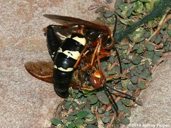 Sphecidae Wasps