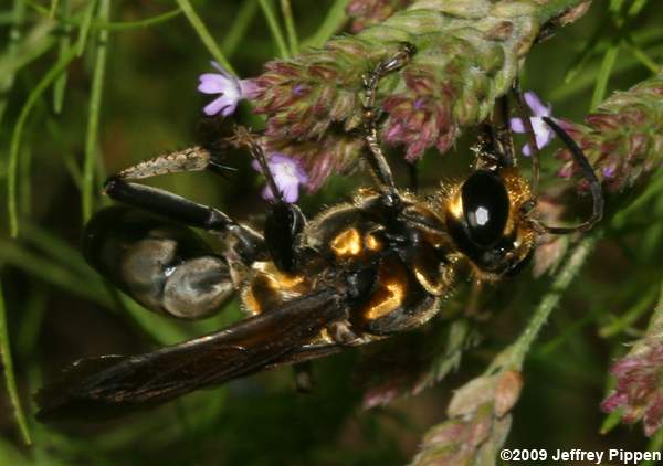 Sphecidae Wasps