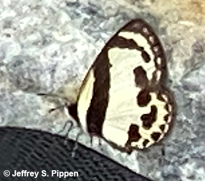 Indonesia Butterflies