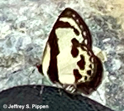 Indonesia Butterflies