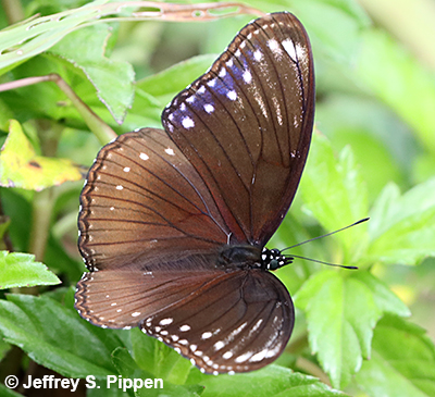 Indonesia Butterflies