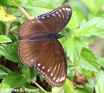 Indonesia Butterflies
