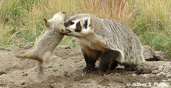 American Badger Eating