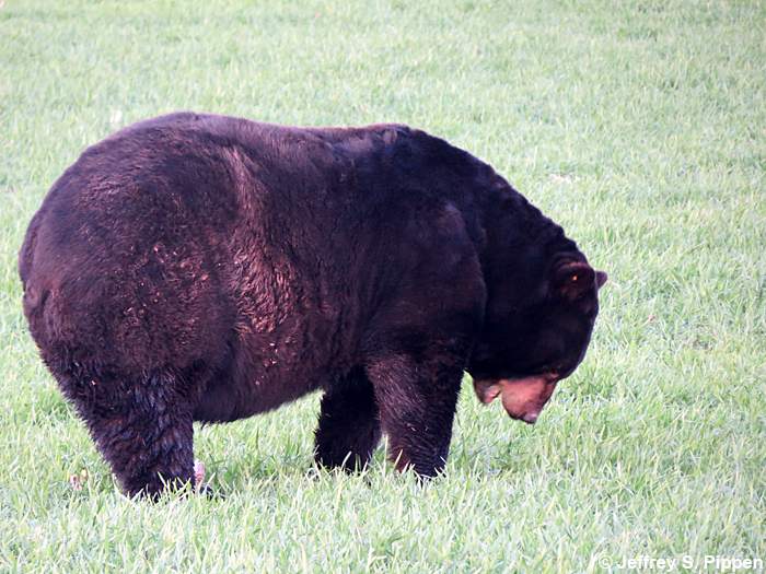 American Black Bear (Ursus americanus)