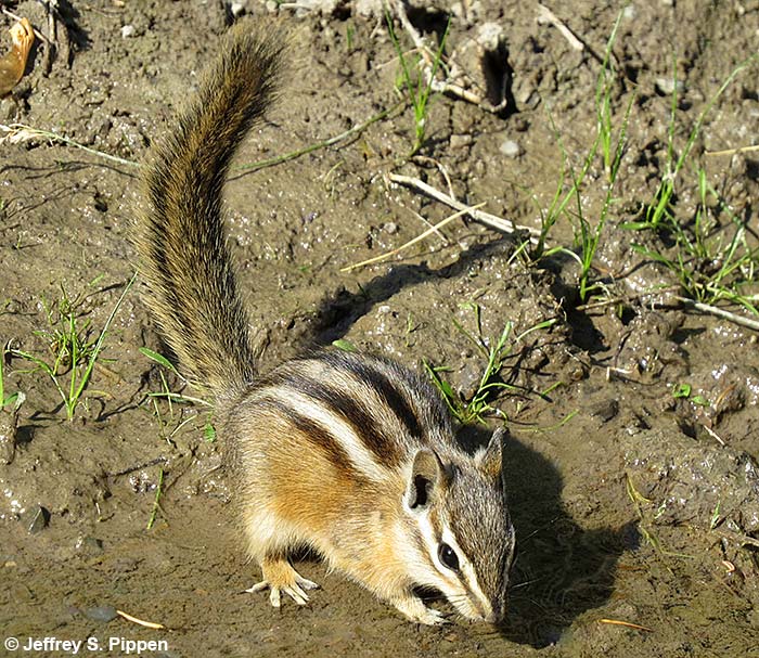 Yellow-pine Chipmunk (Neotamias amoenus)