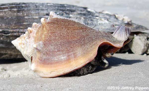 Fighting Conch Snail