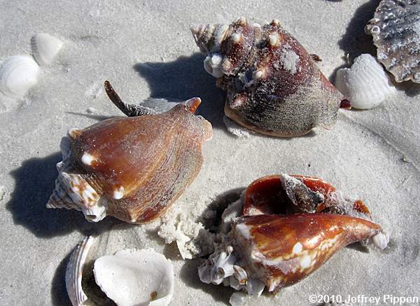 Marine Snails