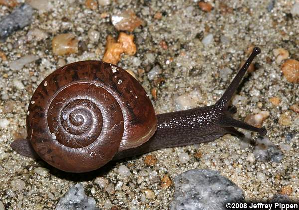Land Snails