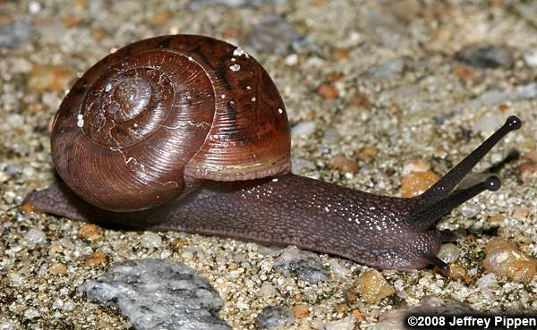 Land Snails