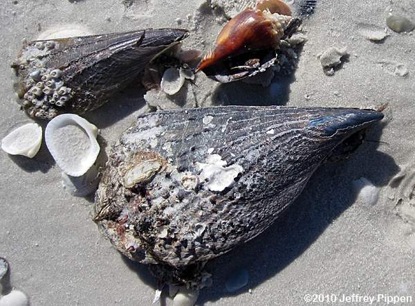 Marine Clams / Bivalves