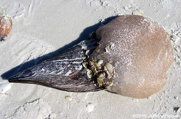 Marine Clams / Bivalves