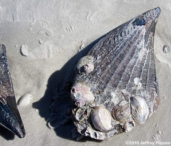 Florida Rough Pen Shell