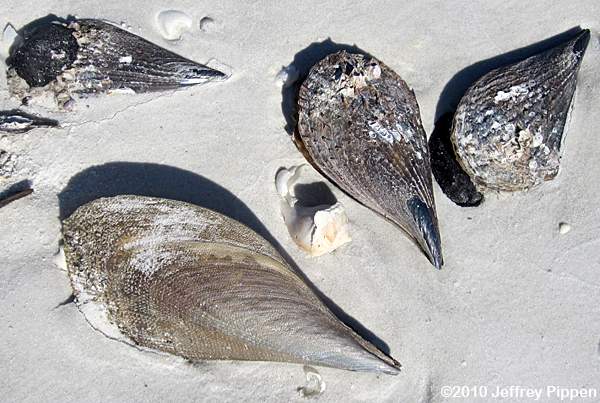 Marine Clams / Bivalves