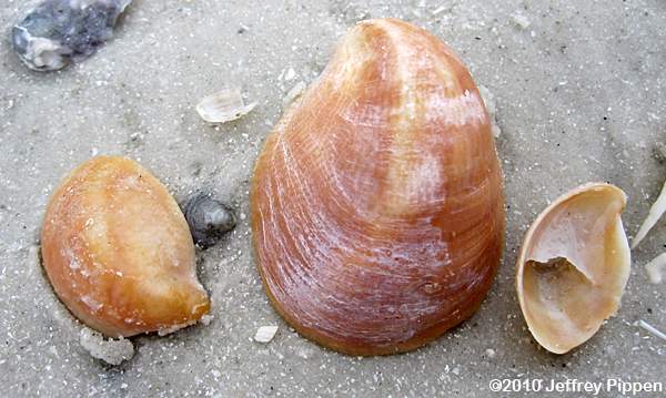 Marine Snails