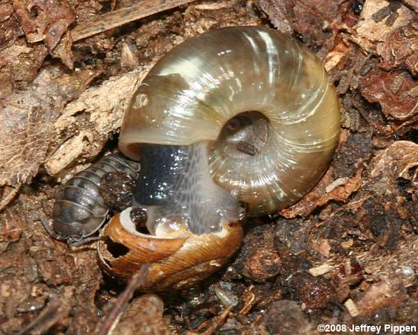 Land Snails