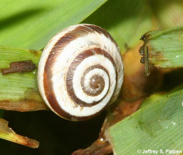Land Snails