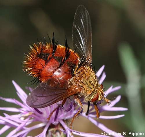 Tachinid Flies (Tachinidae)