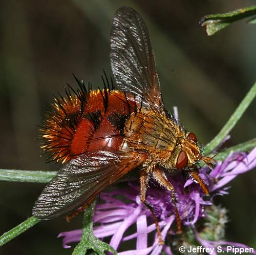 Tachinid Flies (Tachinidae)
