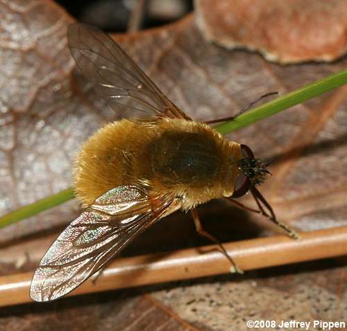 Bee Flies (Bombyliidae)