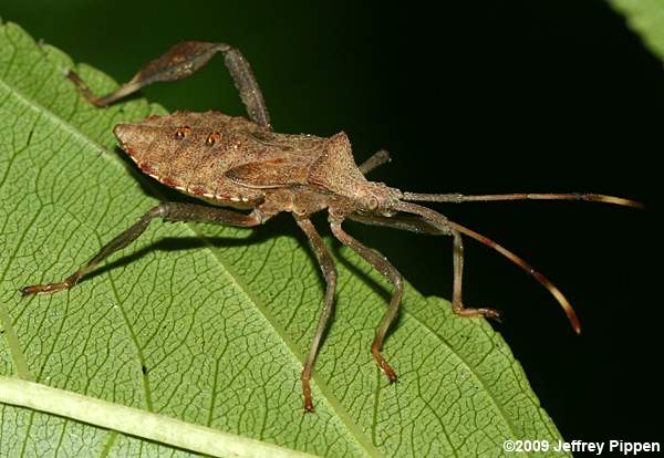 Leaffooted Bugs (Coreidae)
