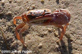 Fiddler Crab (Uca sp.)