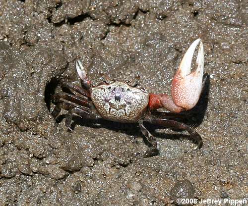 Fiddler Crab (Uca sp.)