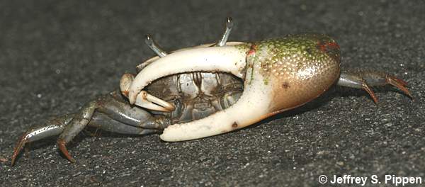 Fiddler Crab (Uca sp.)