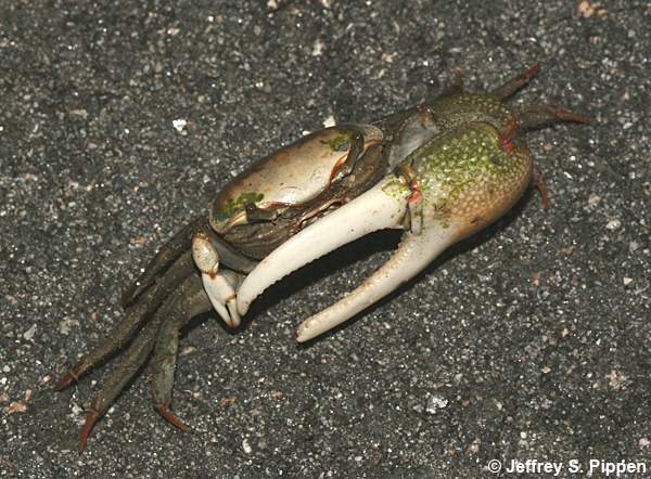 Fiddler Crab (Uca sp.)