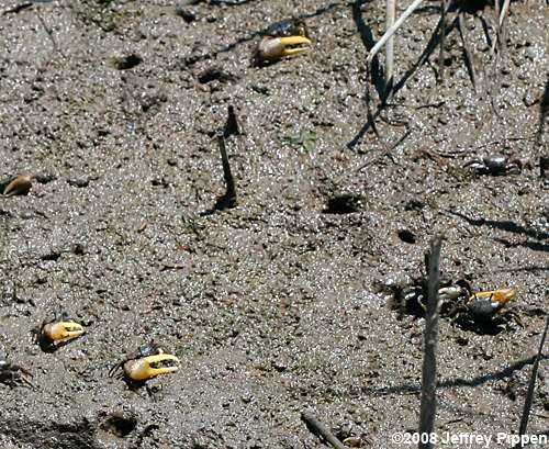 Fiddler Crab (Uca sp.)