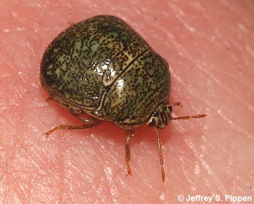 Kudzu Bug (Megacopta cribraria)