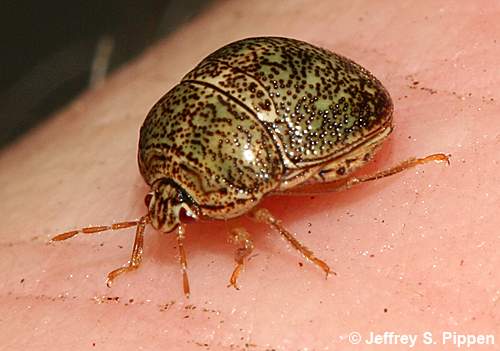 Kudzu Bug (Megacopta cribraria)