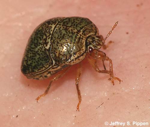 Kudzu Bug (Megacopta cribraria)