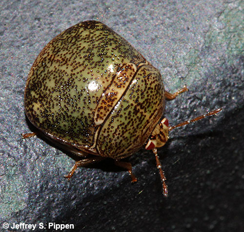 Kudzu Bug (Megacopta cribraria)