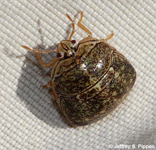 Kudzu Bug (Megacopta cribraria)