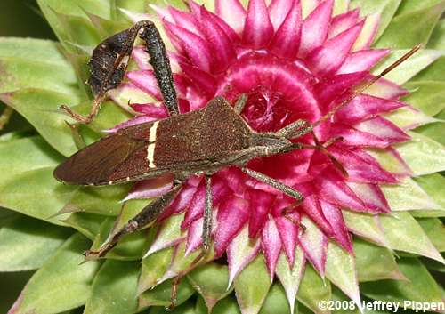 Leaffooted Bugs (Coreidae)