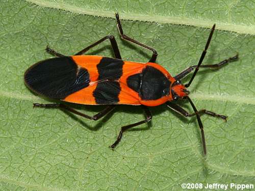 Milkweed Bugs (Order Hemiptera)
